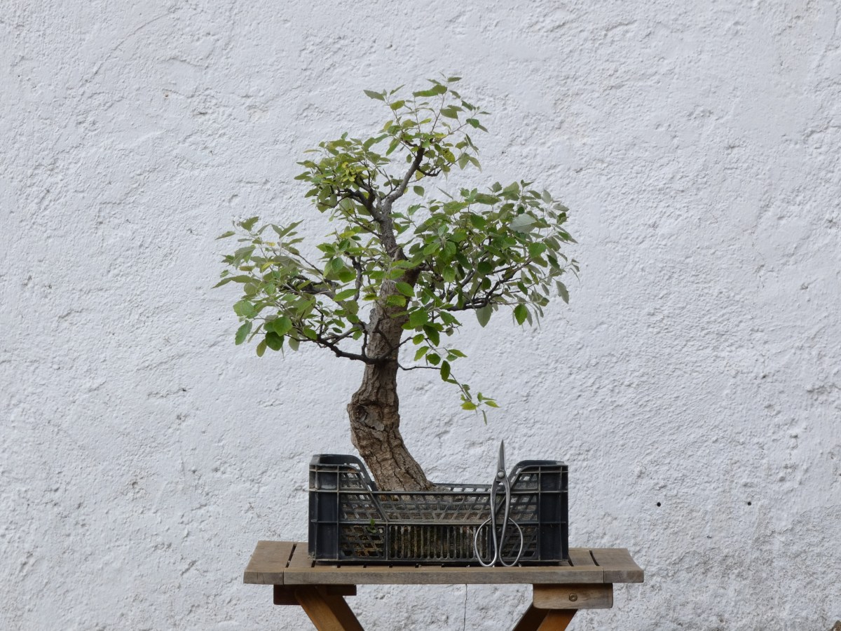 Populus alba nº2 – Bonsai Genal