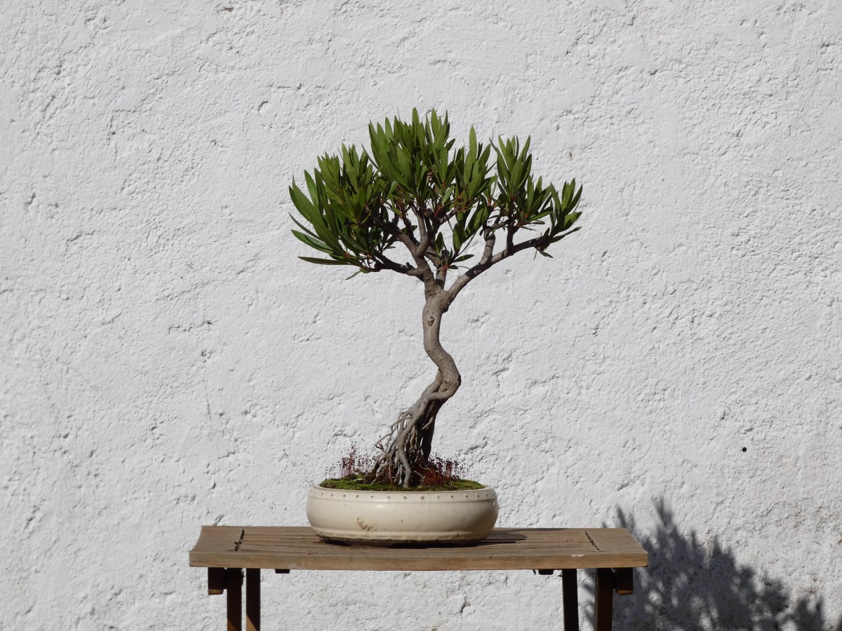 Nerium oleander nº 1 (Vendido). – Bonsai Genal